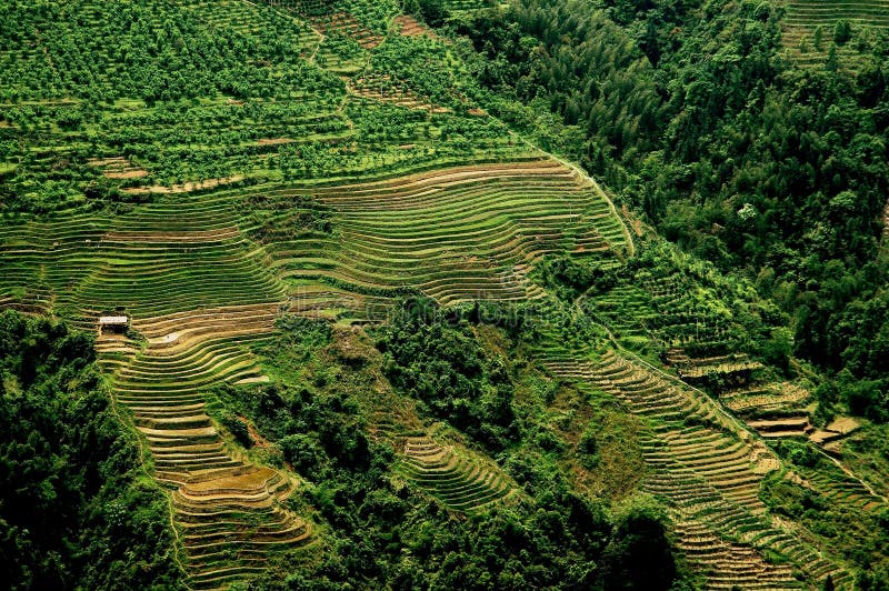 Longsheng, Cina: Risaie Di Riso A Terrazze Immagine Stock - Immagine di ...