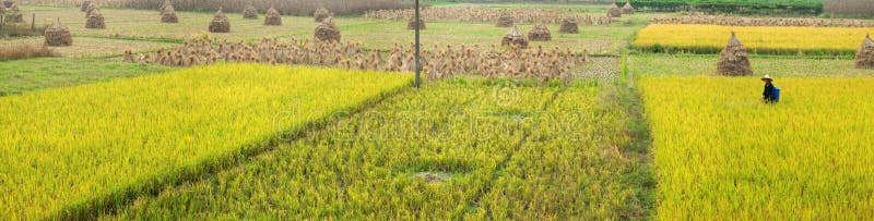 Longsheng Rice Paddy, China Editorial Stock Image - Image of natural ...