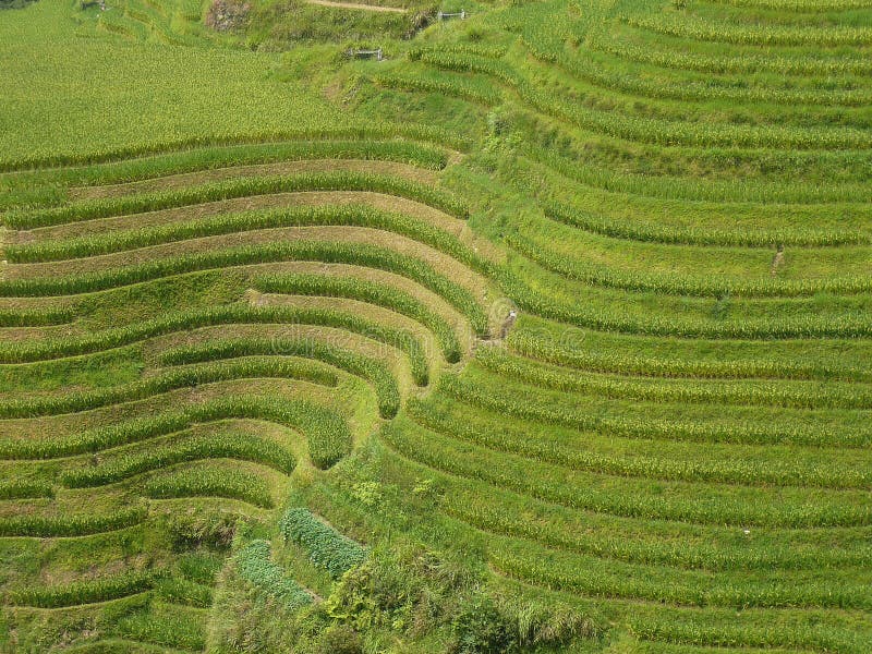 Longsheng Rice Terraces, China Stock Photo - Image of guilin, plant ...