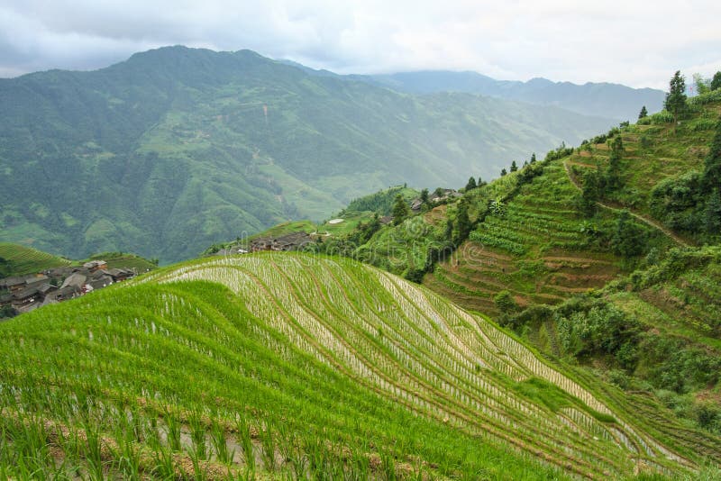 Longsheng Rice Terraces China Stock Image - Image of longsheng, crop ...