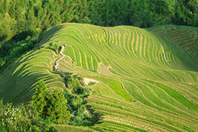 Terraced fields stock photo. Image of hill, asian, rice - 100477274