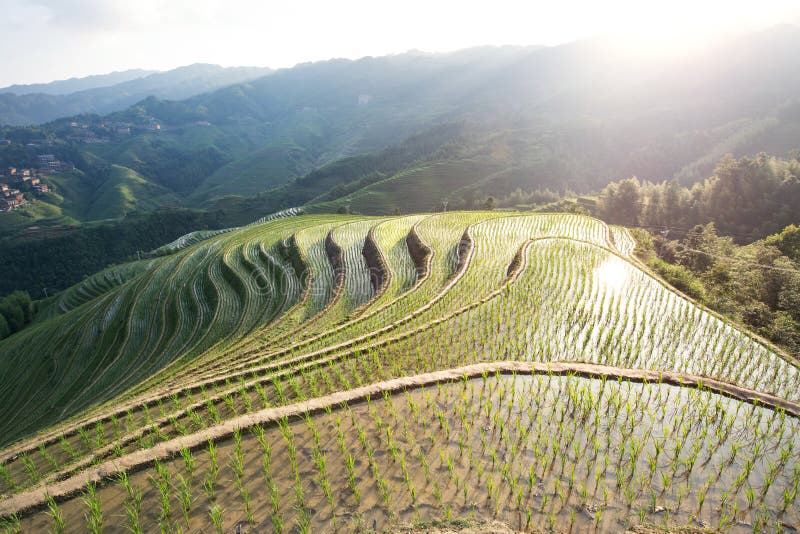 Terraced fields stock image. Image of field, paddy, longsheng - 100477615