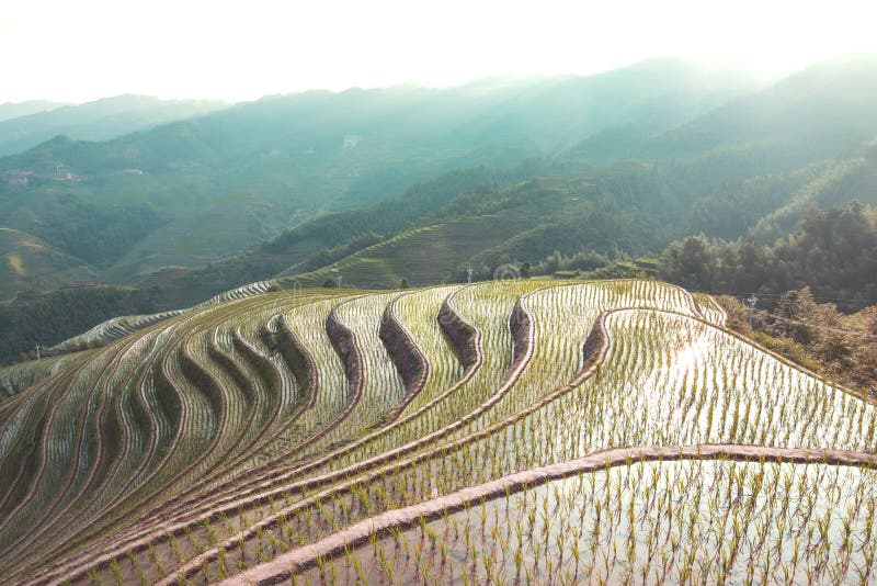 Terraced fields stock image. Image of fields, rice, longji - 100478013