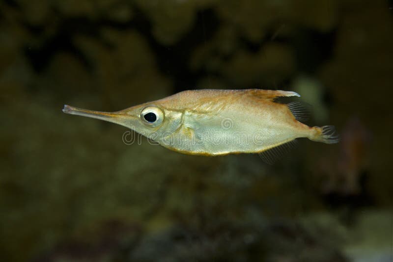 The Longspine Snipefish Macroramphosus Scolopax. Stock Photo - Image of ...