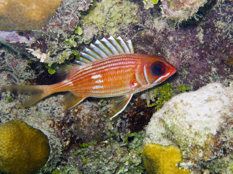 Longspine Squirrelfish (Holocentrus Rufus) Stock Image - Image of fish ...