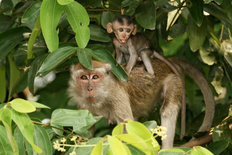 Longtail Macaque with Young Stock Photo - Image of mammal, macaque: 7207444