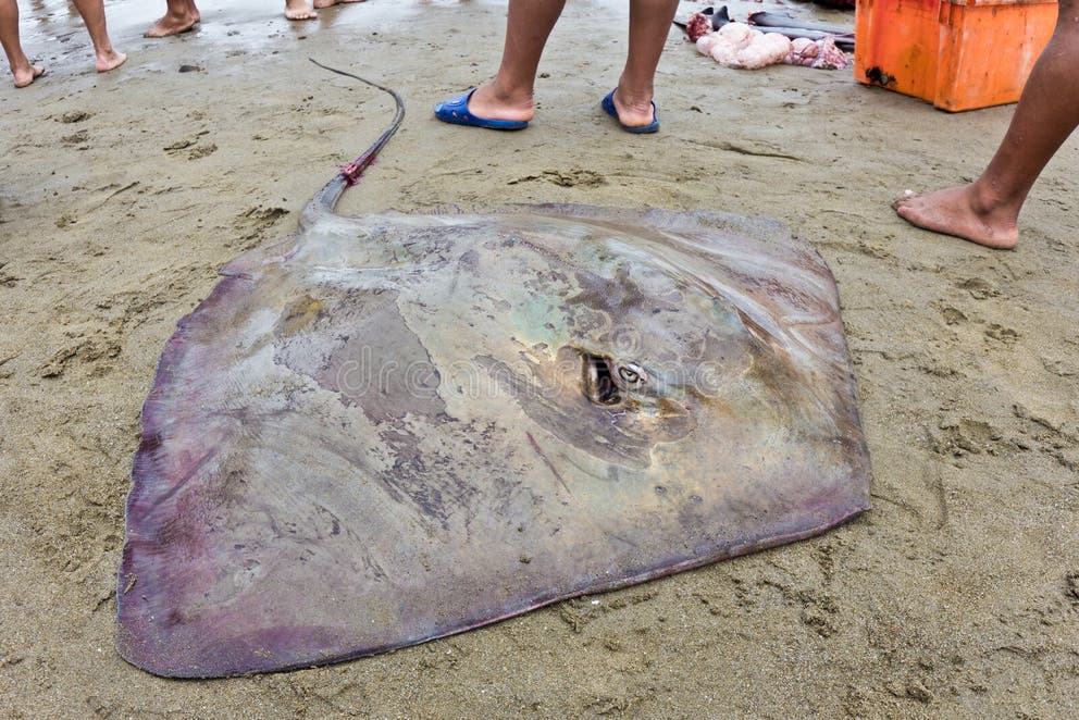 Longtail Stingray on Beach, Ecuador Stock Image - Image of beached ...