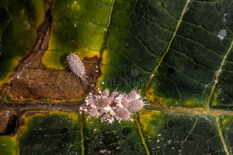 Pineapple Mealybug, Dysmicoccus Brevipes Stock Photo - Image of ...