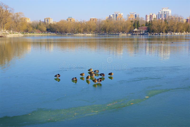 Longtan park, Beijing editorial photography. Image of walking - 175983257