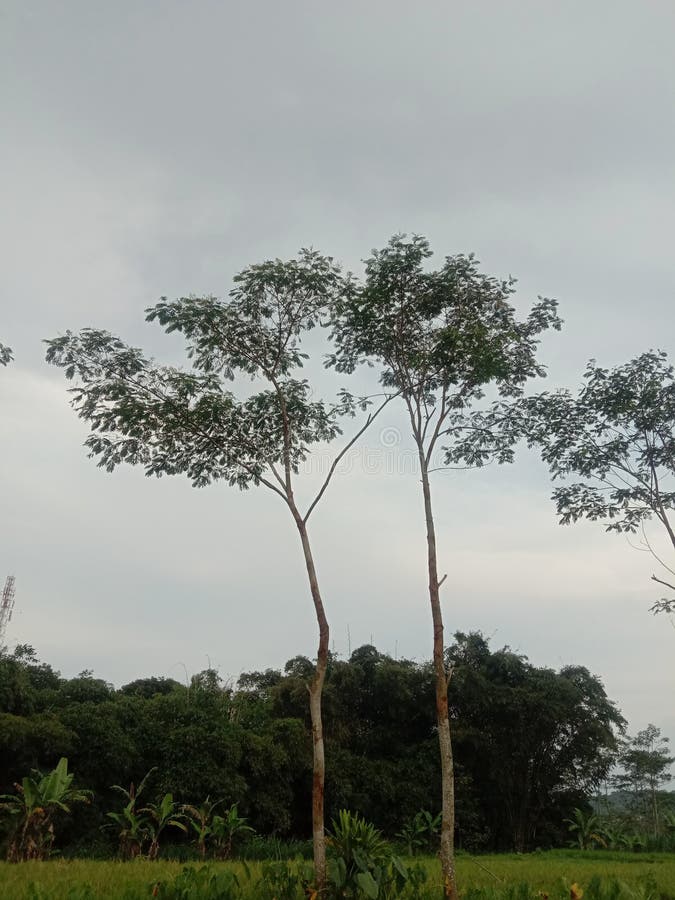 LongTree stock image. Image of nature, good, crop, morning - 252028401