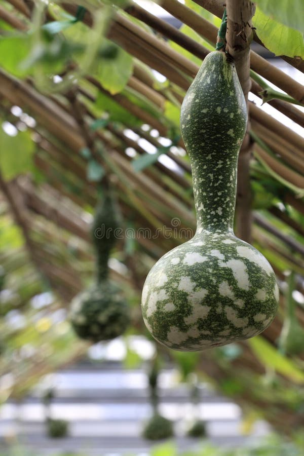 Longue Calebasse De Traitement Image stock - Image du légume, vert: 4201675