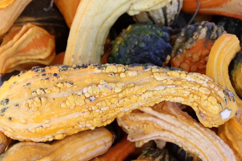 Longue Courge Jaune Warty De Cou, Pepo De Cucurbita Image stock - Image ...