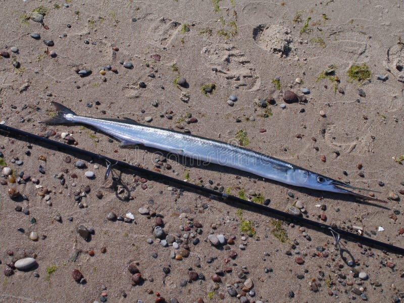 Orphie image stock. Image du loquet, seafood, échoué, poissons - 9031813