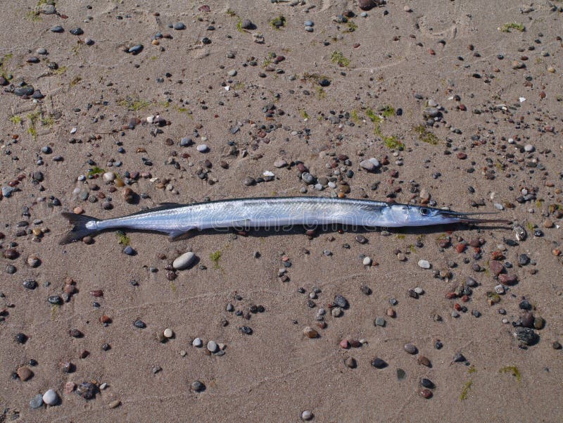 Longue orphie image stock. Image du frais, studio, faune - 31109601