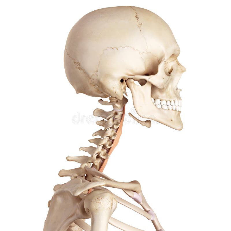 The longus colli stock illustration. Illustration of anatomy - 56286920