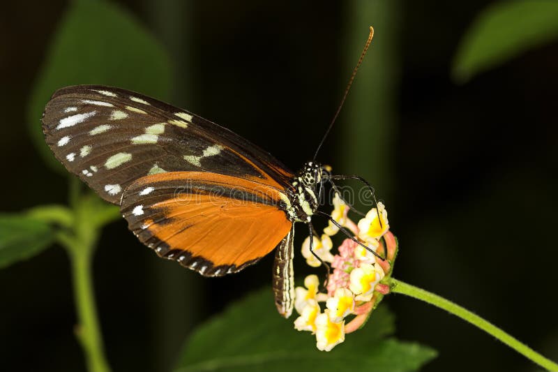 Longwing Butterfly Picture. Image: 1300986