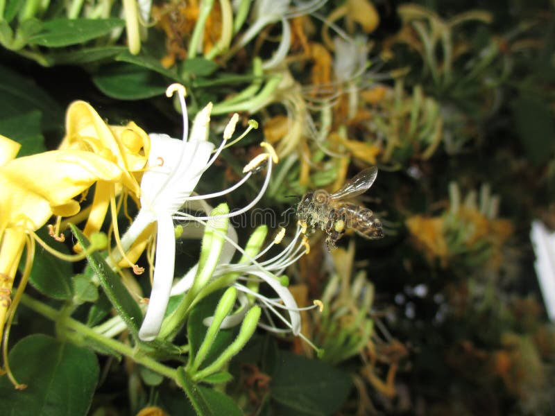 Lonicera Caprifolium and Bees Stock Image - Image of meeting, work ...