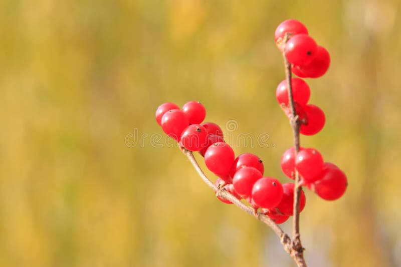 Lonicera Maackii Red Spherical Fruit in a Park Stock Photo - Image of ...