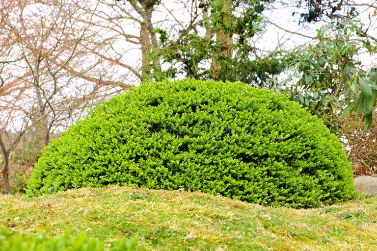 6,904 Lonicera Japonica소개 Stock Photos - Free & Royalty-Free Stock ...