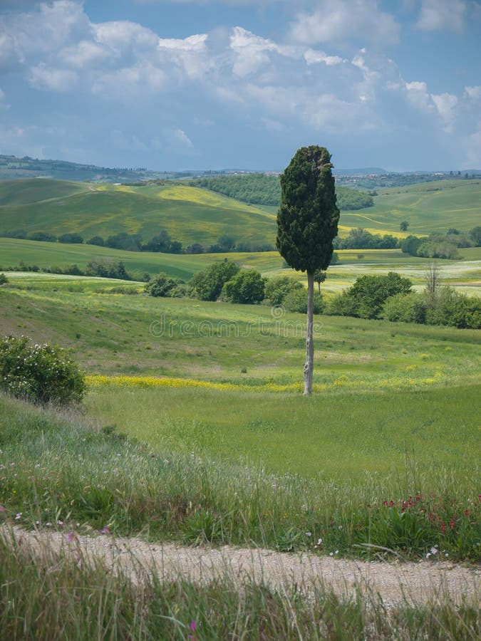 Lonley Cypress Tree in Tuscan Landscape Stock Photo - Image of siena ...