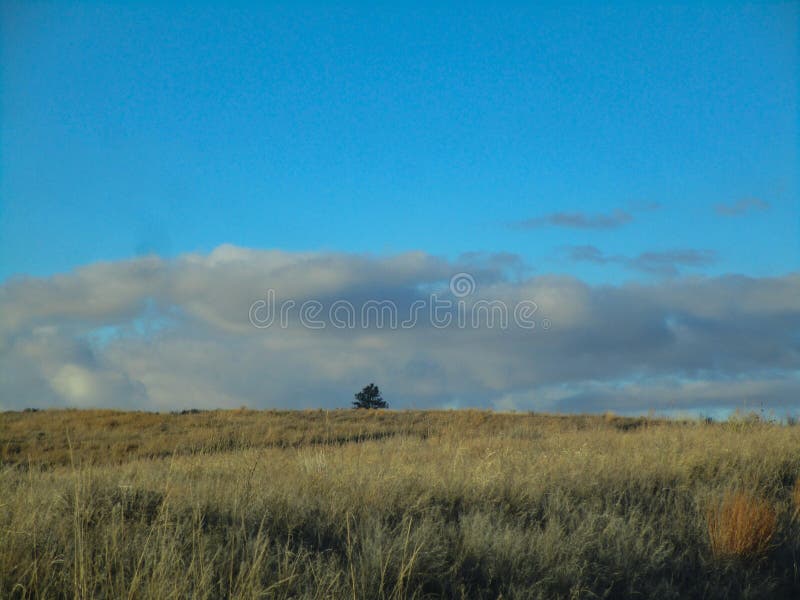 Lonley single tree stock image. Image of outdoors, country - 136585389