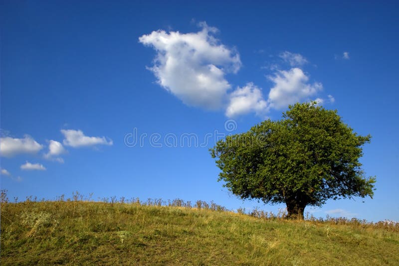 Lonely Silverberry (Elaeagnus) Tree in Steppe Stock Image - Image of ...