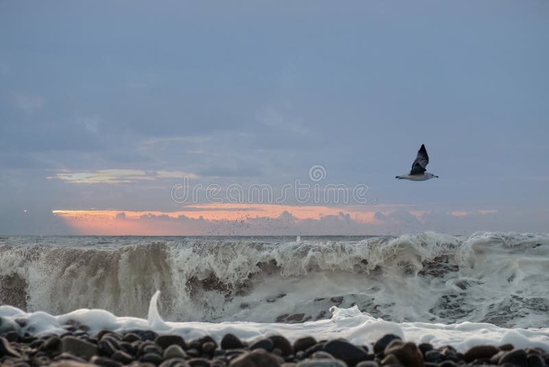 Lonly Seagull Fly Over the Splashing Foamy Sea Waves Stock Photo ...