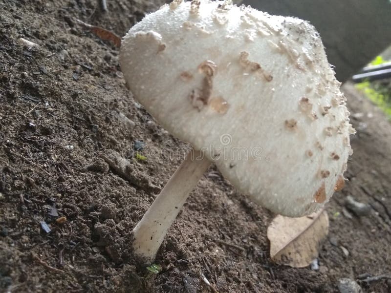 Kupua Stock Photos - Free & Royalty-Free Stock Photos from Dreamstime