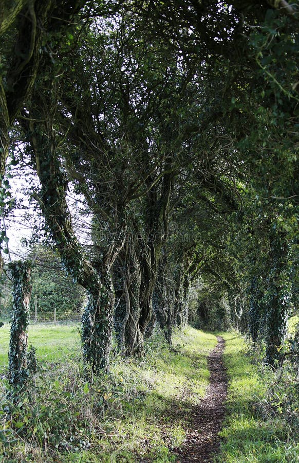 The lonning stock photo. Image of wood, path, tranquil - 56613360