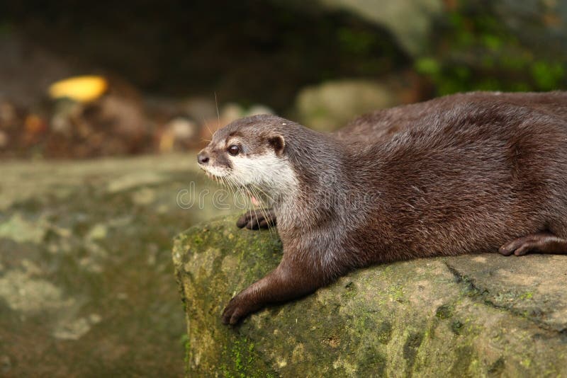 Lontra De Rio Norte-americana, Canadensis De Lontra, Animal No Habitat ...