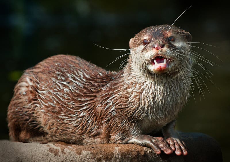 Lontra Pequeno-agarrada Oriental Foto de Stock - Imagem de freshwater ...