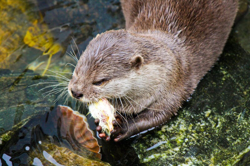 Lontra foto de stock. Imagem de pele, marrom, patas, boca - 18338294