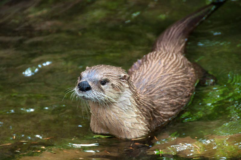 Lontra foto de stock. Imagem de verde, selvagem, animais - 24827404