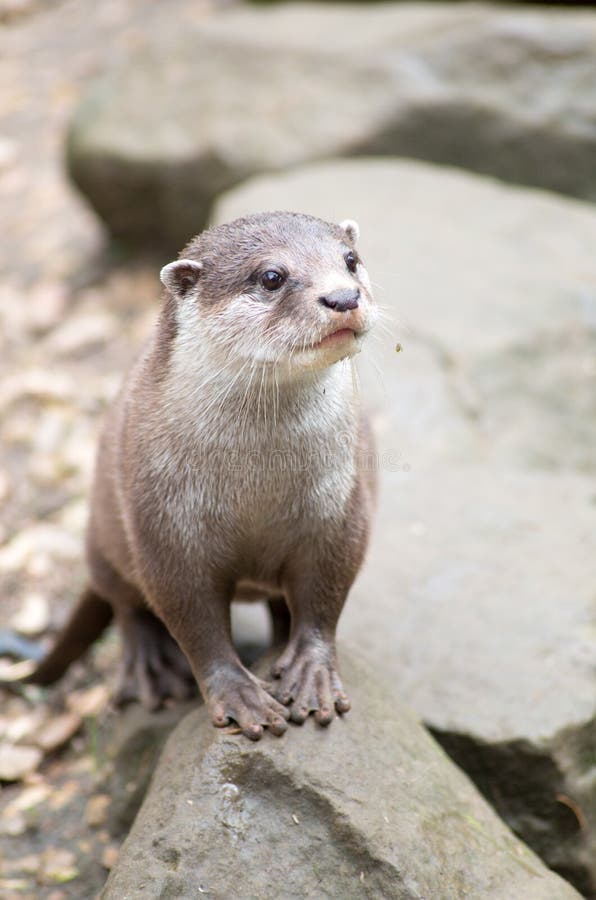 Lontra Pequeno-agarrada Oriental Foto de Stock - Imagem de freshwater ...