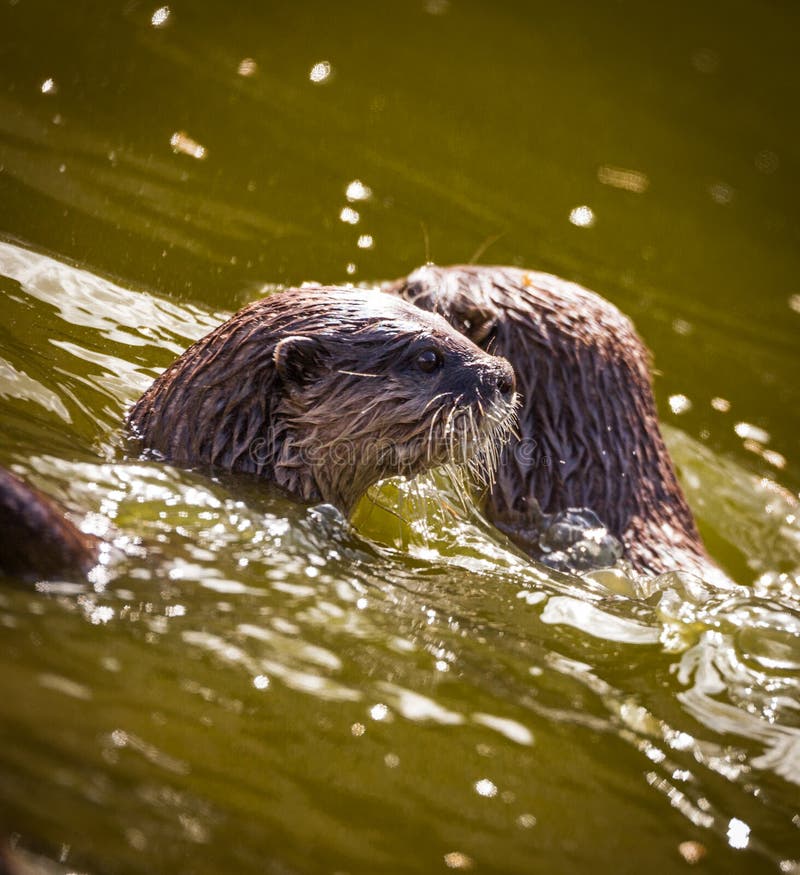 Lontra de rio imagem de stock. Imagem de retrato, espécie - 40153493
