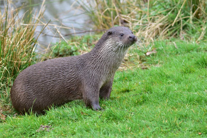 Lontra foto de stock. Imagem de fofofo, comer, britânico - 88594150