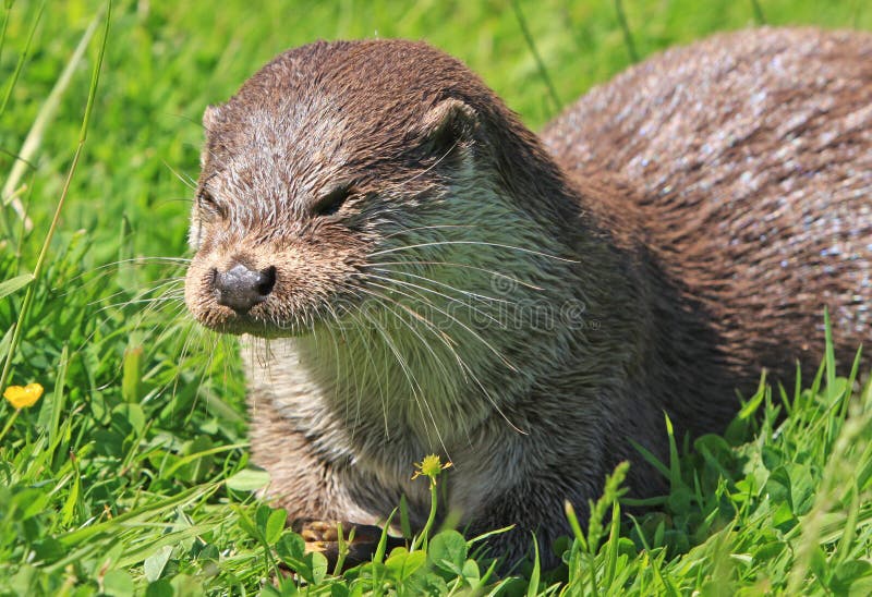Lontra bonito foto de stock. Imagem de exterior, wildlife - 15787536