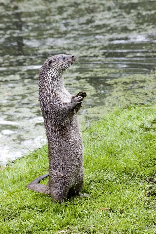 Lontra européia foto de stock. Imagem de animal, lontra - 1038486