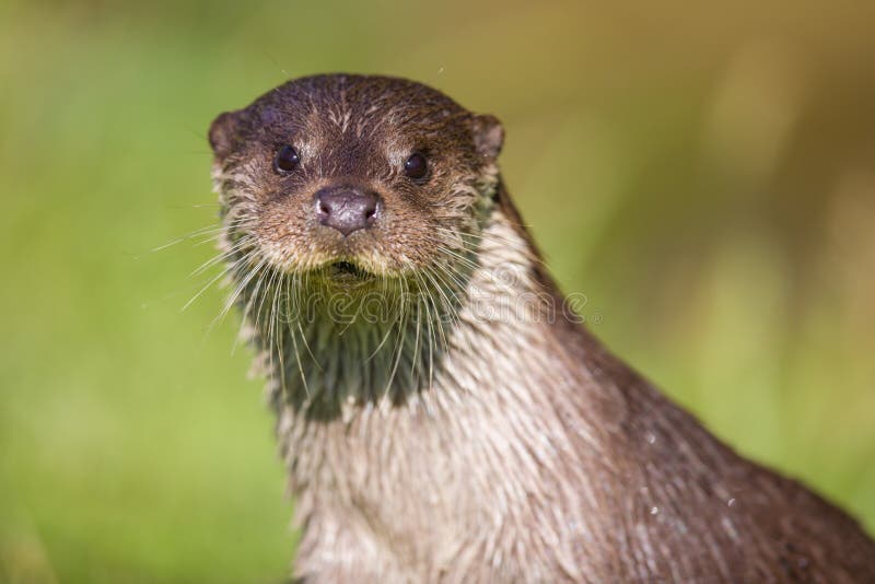 A Lontra Europeia - Lutra Do Lutra Este Animal é Praga Perigosa Para a ...