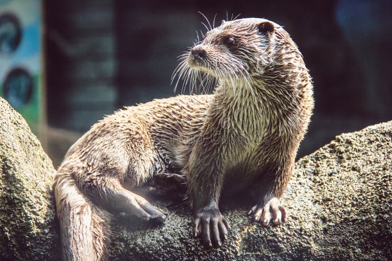 Uma Lontra Curiosa Que Viesse Ver Os Visitantes Foto de Stock - Imagem ...