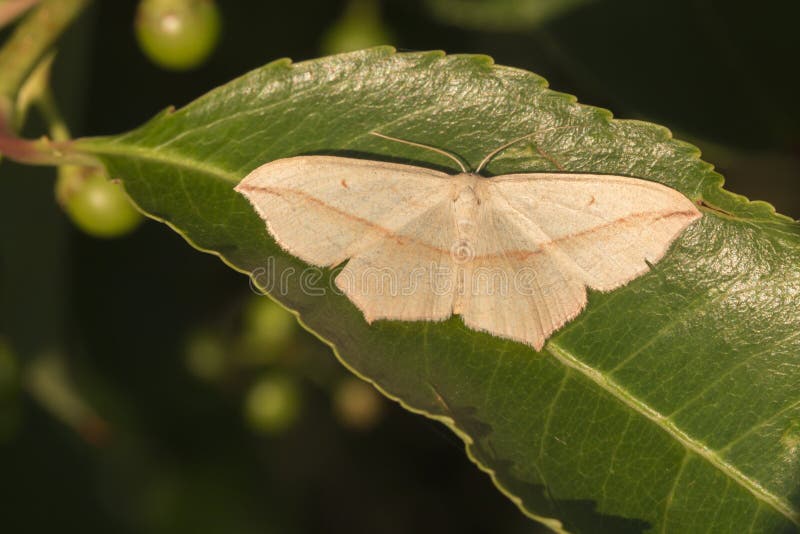 Lood Vein Moth Timandra Comae Stock Photo - Image of lythria, peadock ...