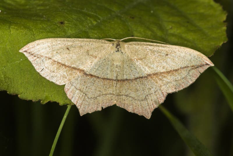 Lood Vein Moth Timandra Comae Stock Image - Image of blood, meadow ...