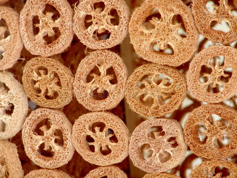 Loofah cut into shapes stock image. Image of exfoliating - 12837963