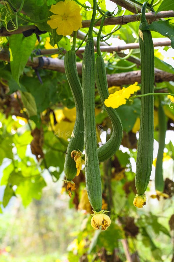 The Luffa Farm stock photo. Image of foliage, bamboo - 76924412