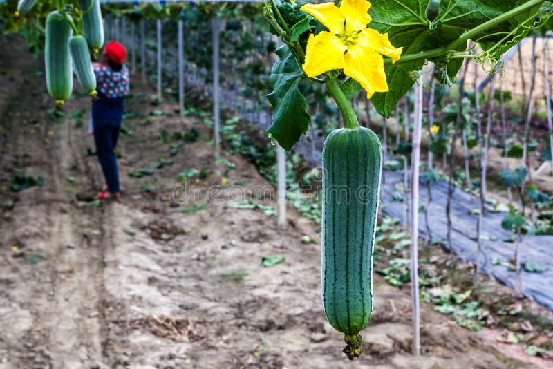 Loofah planting stock photo. Image of woman, limb, vegetable - 54256198