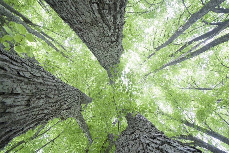 Loofbomen. stock foto. Image of landelijk, vergankelijk - 25188468