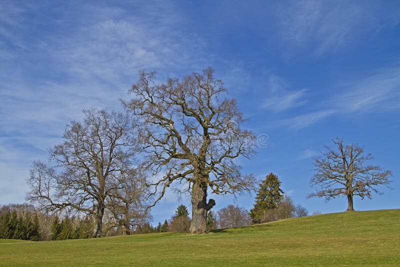 Loofbomen stock foto. Image of status, hoger, esdoorn - 25583490