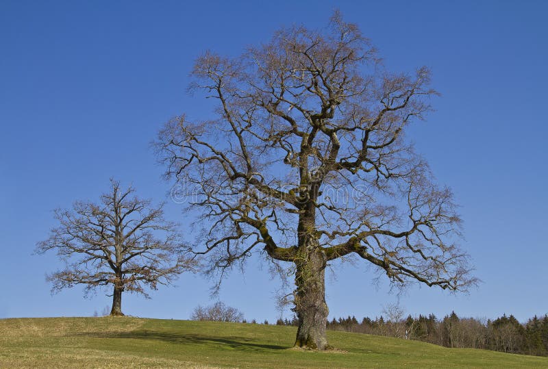 Loofbomen stock afbeelding. Image of vergankelijk, eenzaam - 25659867