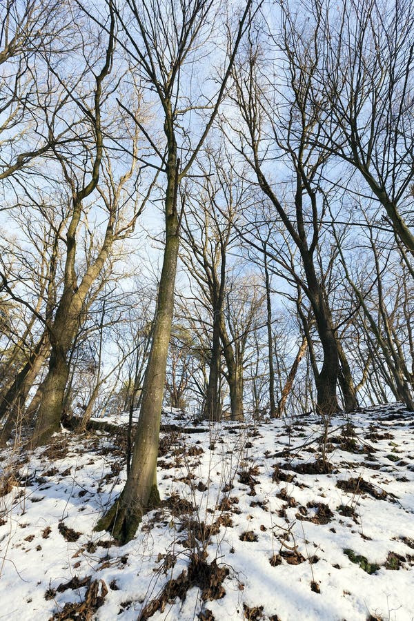 Loofbomen in Het Bos of in Het Park Stock Afbeelding - Image of gebied ...