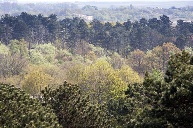 Loofbomen in het bos stock afbeelding. Image of hout - 201160489